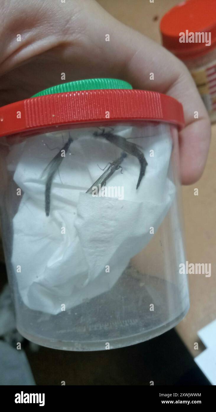 Ship-timber Beetles (Atractocerus) Insecta Stock Photo - Alamy