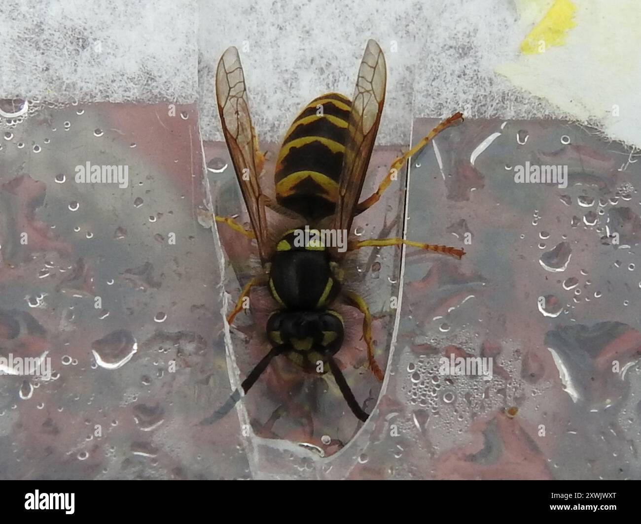 Common European Yellowjacket (Vespula vulgaris) Insecta Stock Photo - Alamy