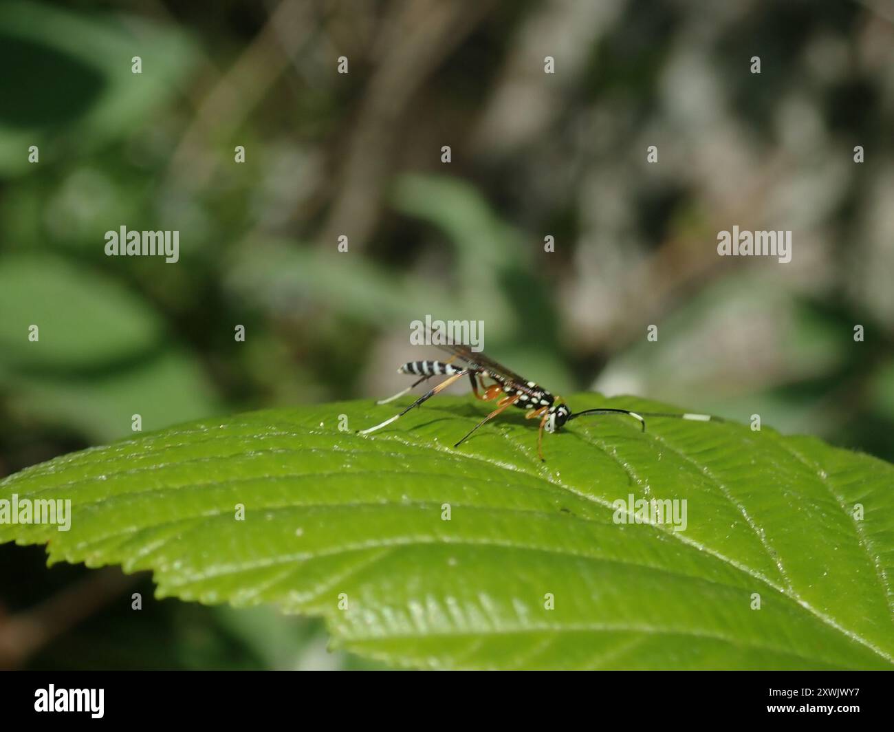 Lemon Tree Borer Parasitoid Wasp (Xanthocryptus novozealandicus ...