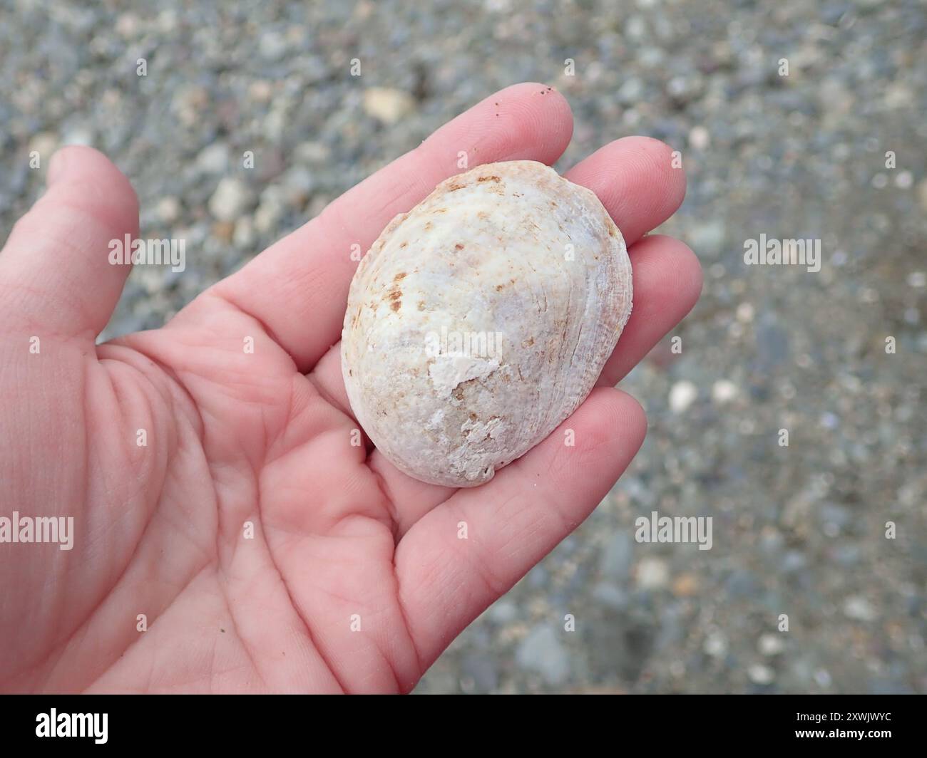 Common Atlantic Slippersnail (Crepidula fornicata) Mollusca Stock Photo ...