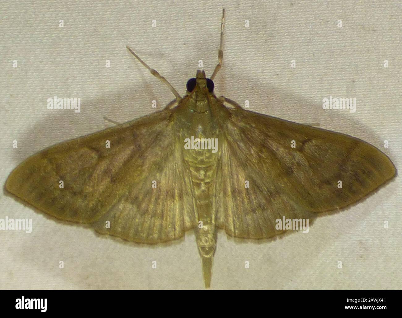 Herbivorous Patania Moth (Patania silicalis) Insecta Stock Photo - Alamy