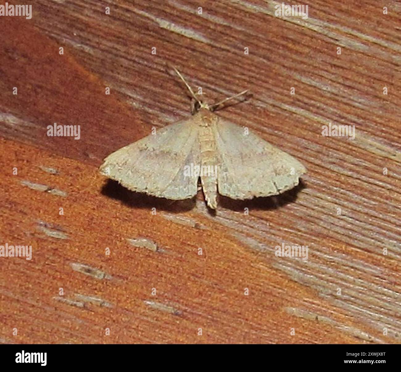 Underwing, Tiger, Tussock, and Allied Moths (Erebidae) Insecta Stock ...