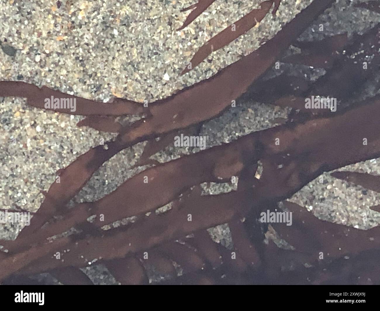 (Prionitis lanceolata) Plantae Stock Photo - Alamy