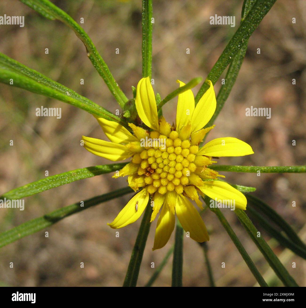 Common Vomitdaisy (Geigeria ornativa) Plantae Stock Photo - Alamy