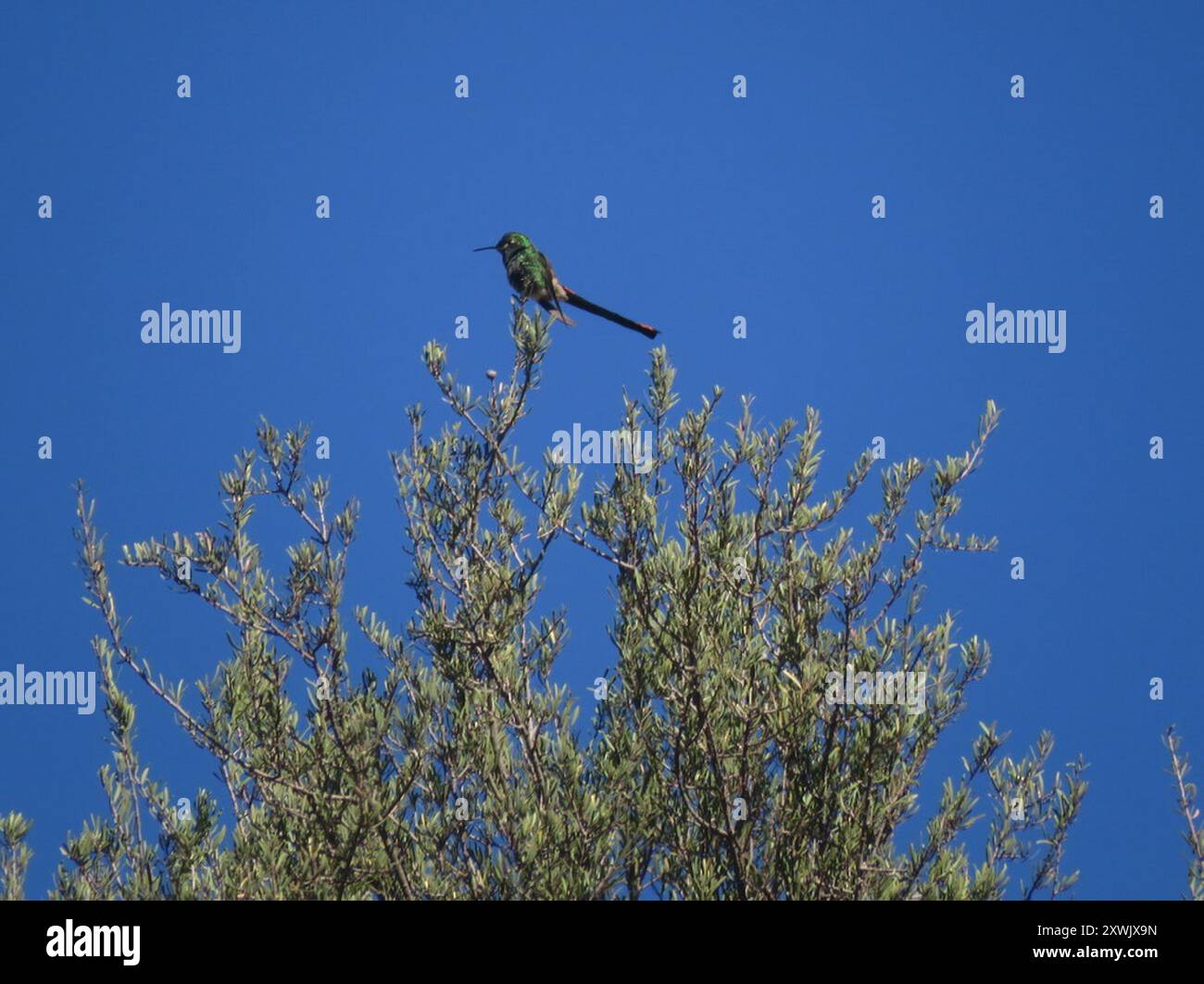 Red-tailed Comet (Sappho sparganurus) Aves Stock Photo - Alamy