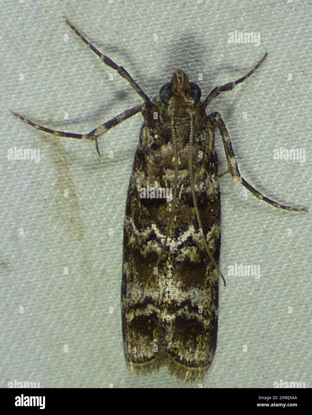Southern Pine Coneworm Moth (Dioryctria amatella) Insecta Stock Photo ...