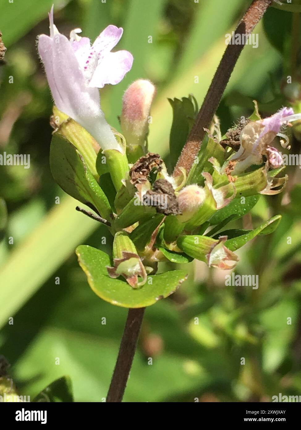 Georgia calamint (Clinopodium carolinianum) Plantae Stock Photo - Alamy