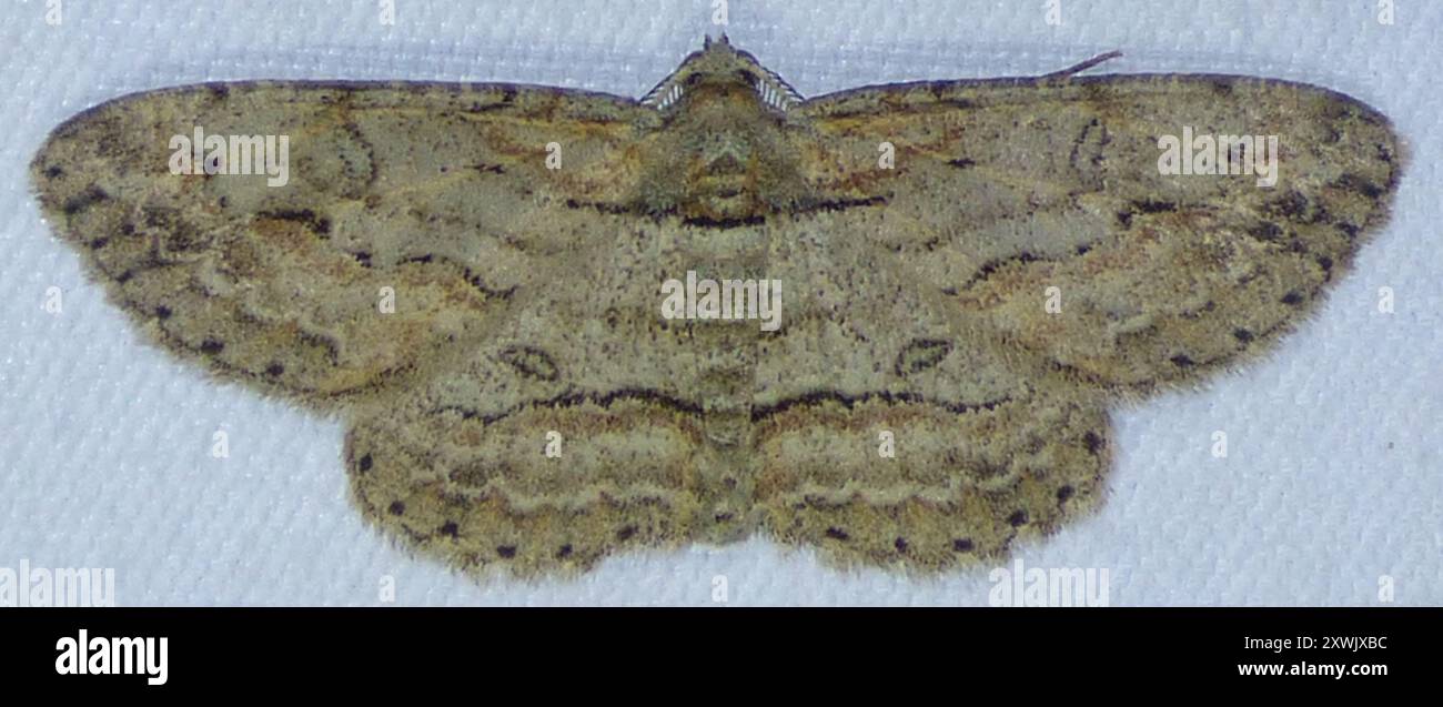 Brown-shaded Gray (Iridopsis defectaria) Insecta Stock Photo - Alamy