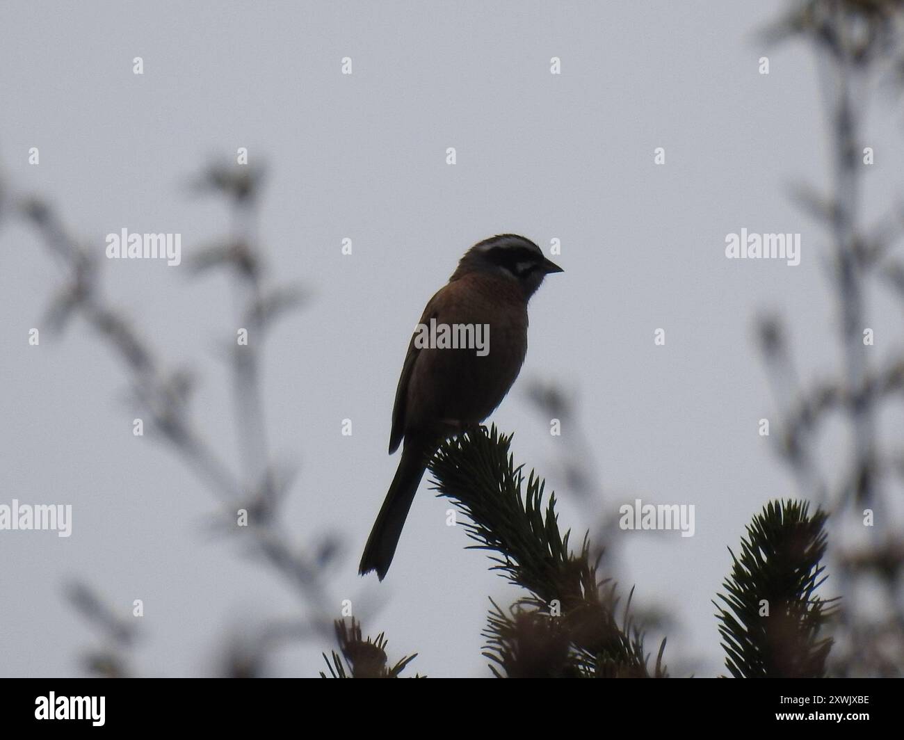 Meadow Bunting (Emberiza cioides) Aves Stock Photo - Alamy