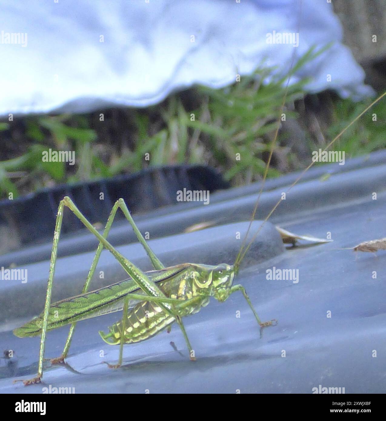 Eastern Cypress Katydid (Inscudderia walkeri) Insecta Stock Photo - Alamy