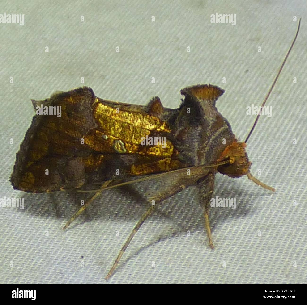 Golden Looper Moth (Argyrogramma verruca) Insecta Stock Photo - Alamy