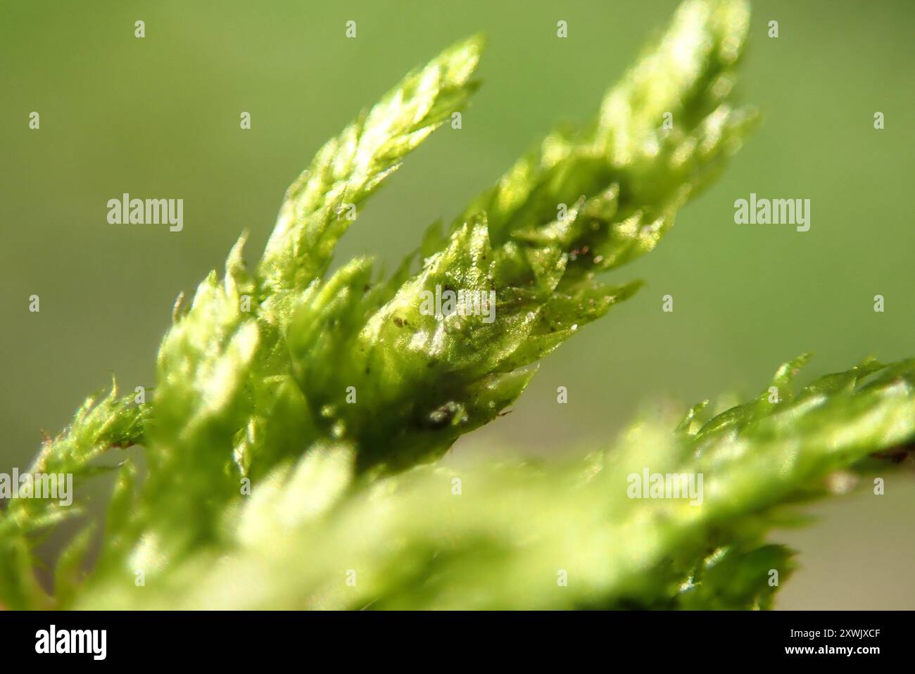 Entodon moss hi-res stock photography and images - Alamy