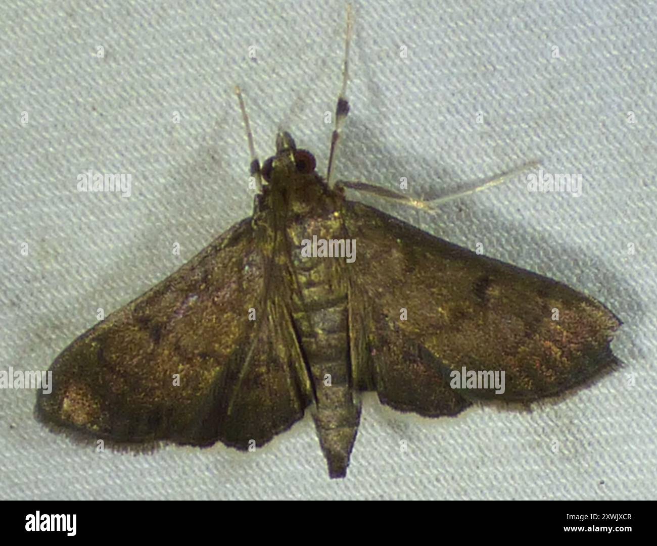 Dusky Herpetogramma Moth (Herpetogramma phaeopteralis) Insecta Stock ...