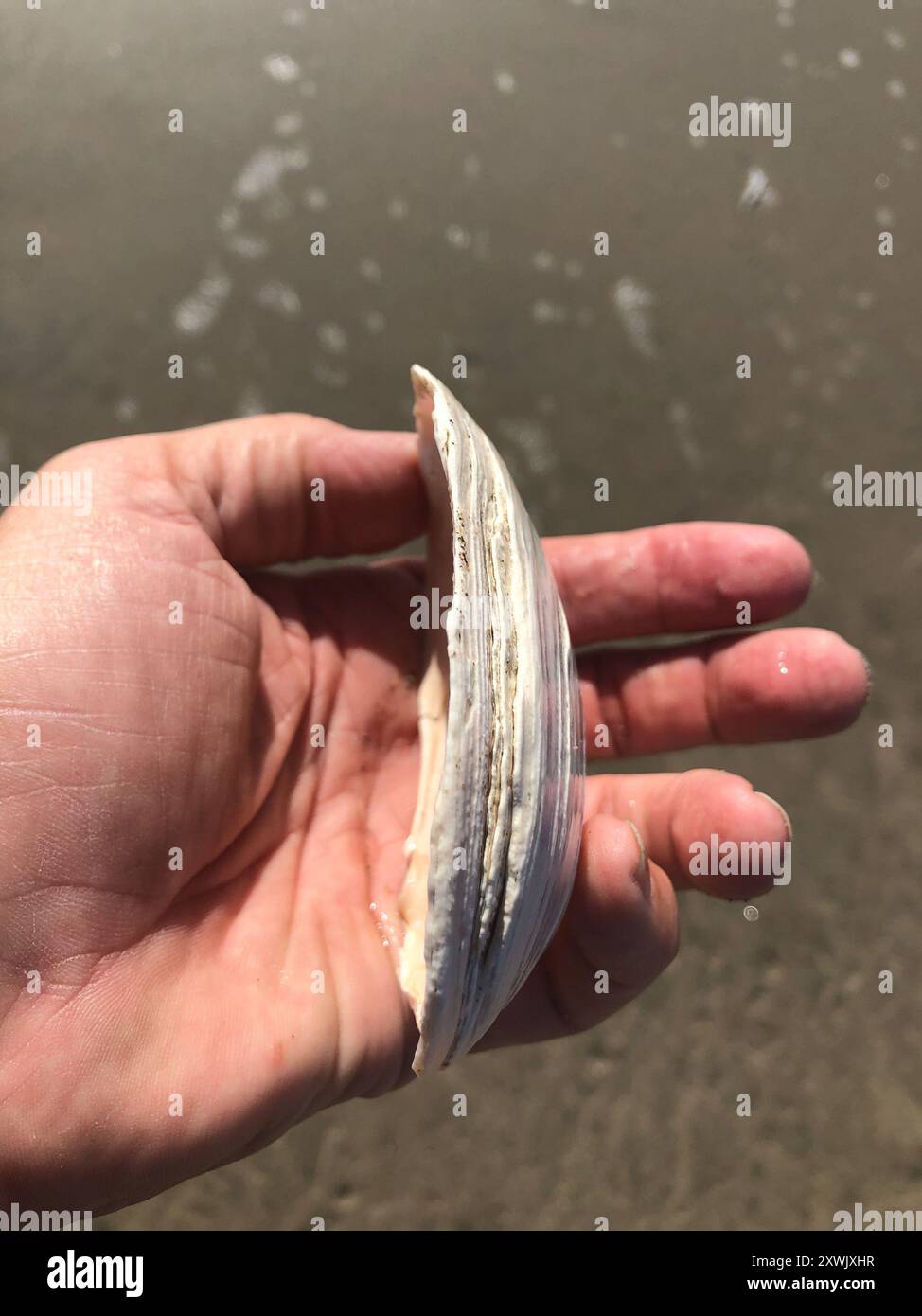 Trough Shells (Mactridae) Mollusca Stock Photo - Alamy