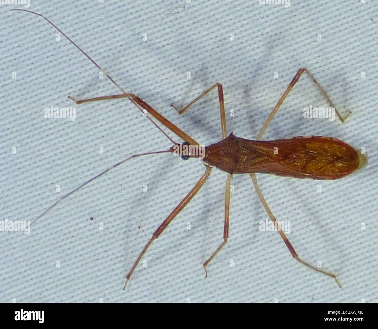 Ringed Horn Assassin Bug (Rocconota annulicornis) Insecta Stock Photo ...