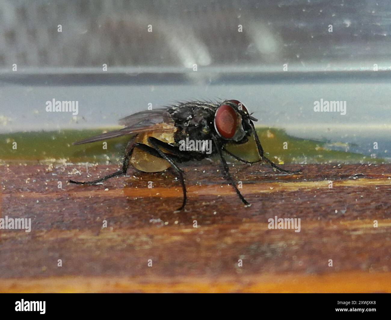Common House Fly (Musca domestica) Insecta Stock Photo - Alamy