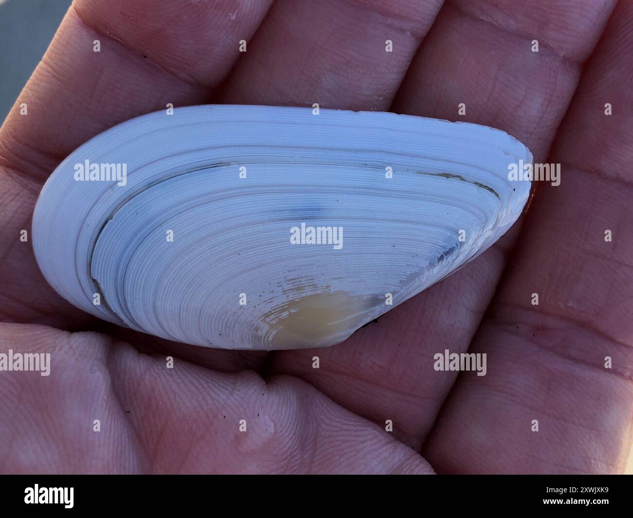 Bodega Tellin (Megangulus bodegensis) Mollusca Stock Photo - Alamy