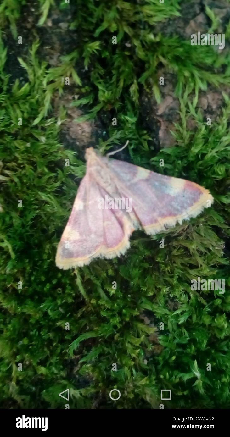 Clover Hayworm Moth (Hypsopygia costalis) Insecta Stock Photo - Alamy