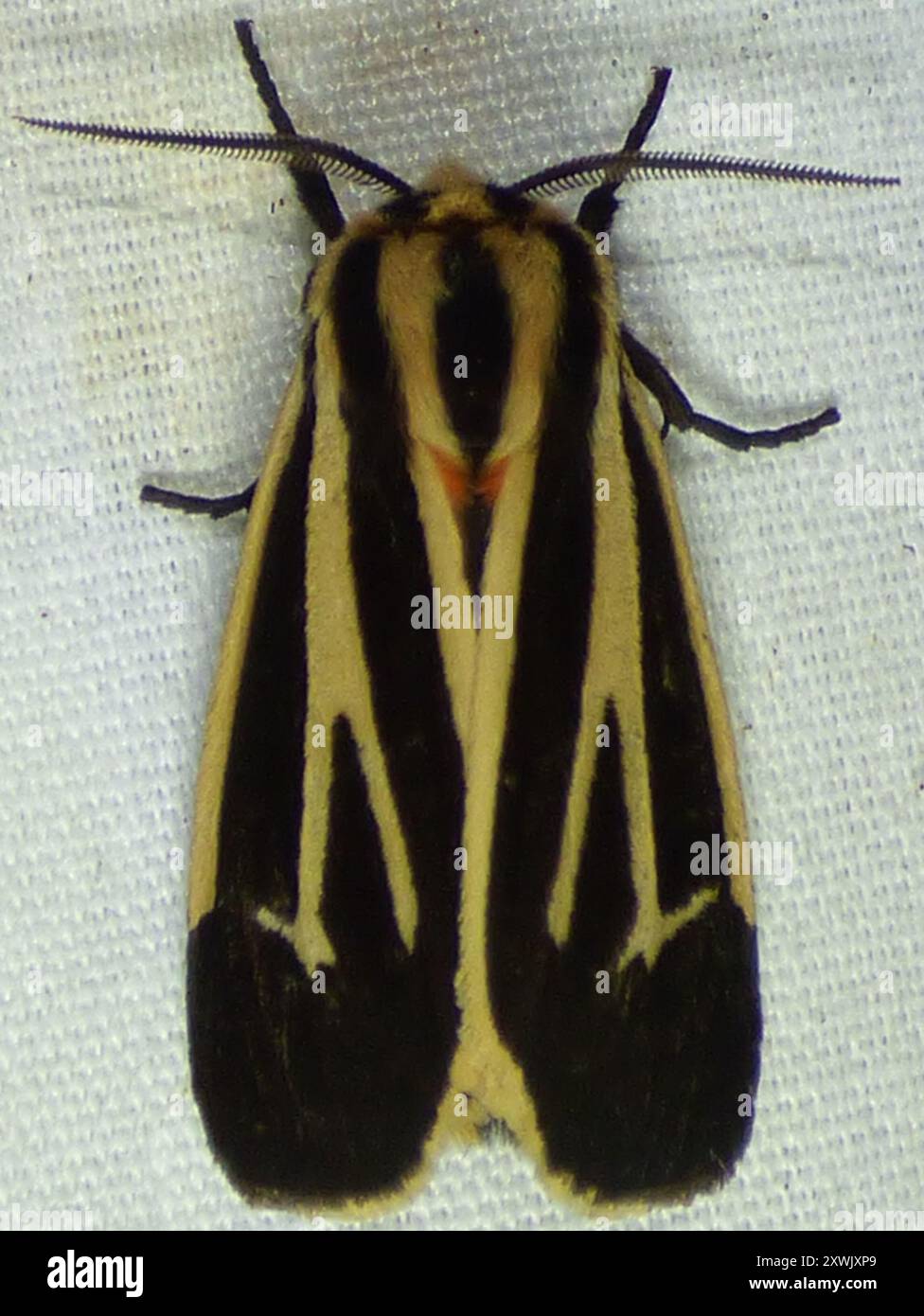 Harnessed moth hi-res stock photography and images - Alamy
