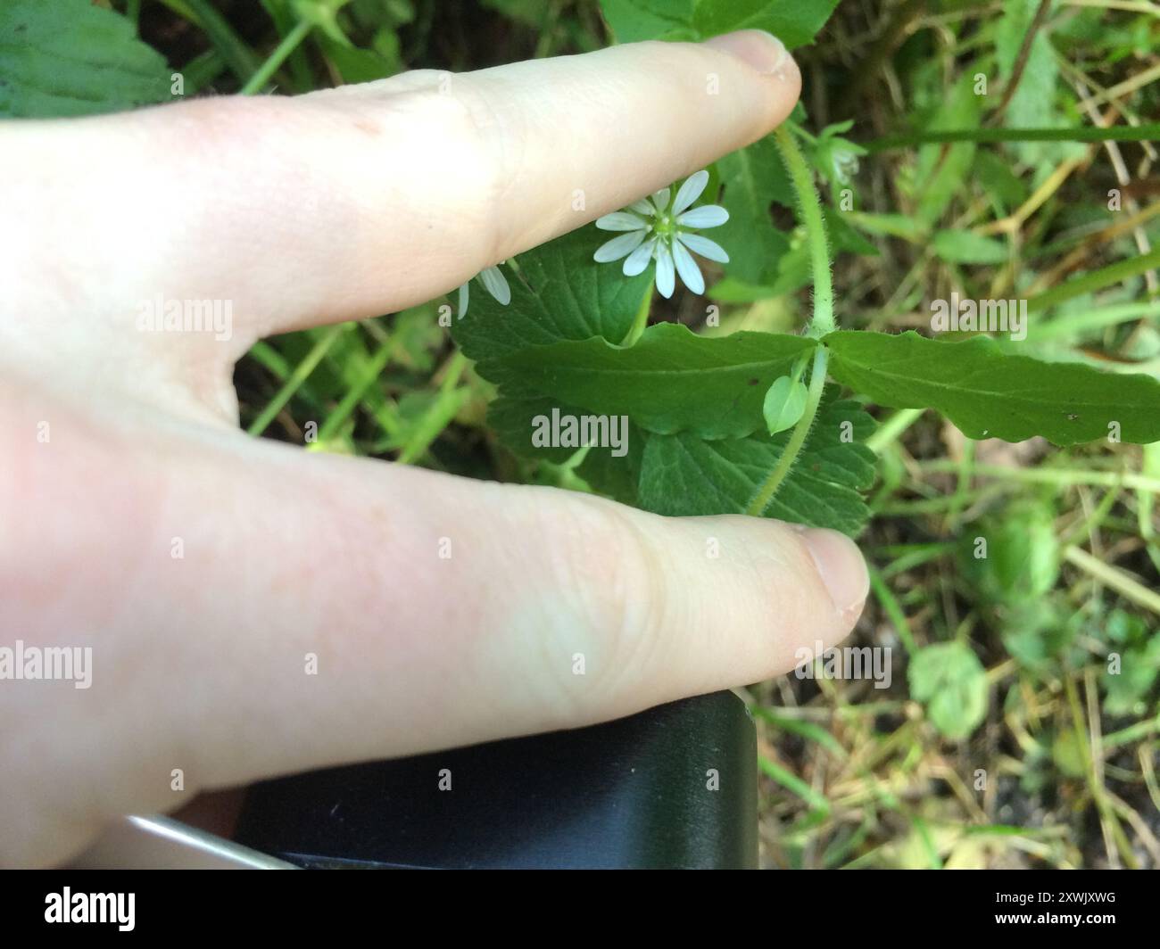 Water Chickweed (Stellaria aquatica) Plantae Stock Photo - Alamy