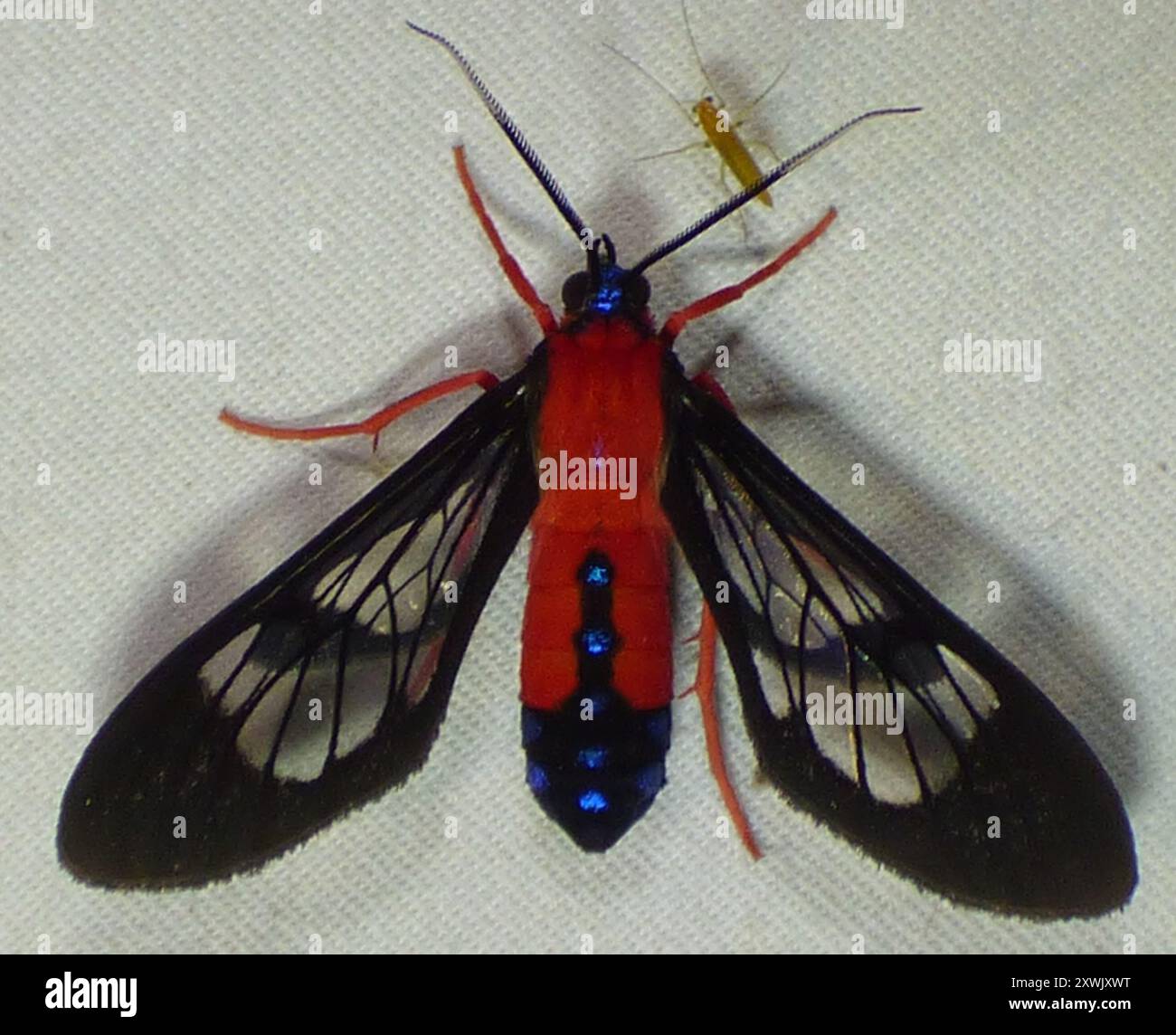 Scarlet-bodied Wasp Moth (Cosmosoma myrodora) Insecta Stock Photo - Alamy