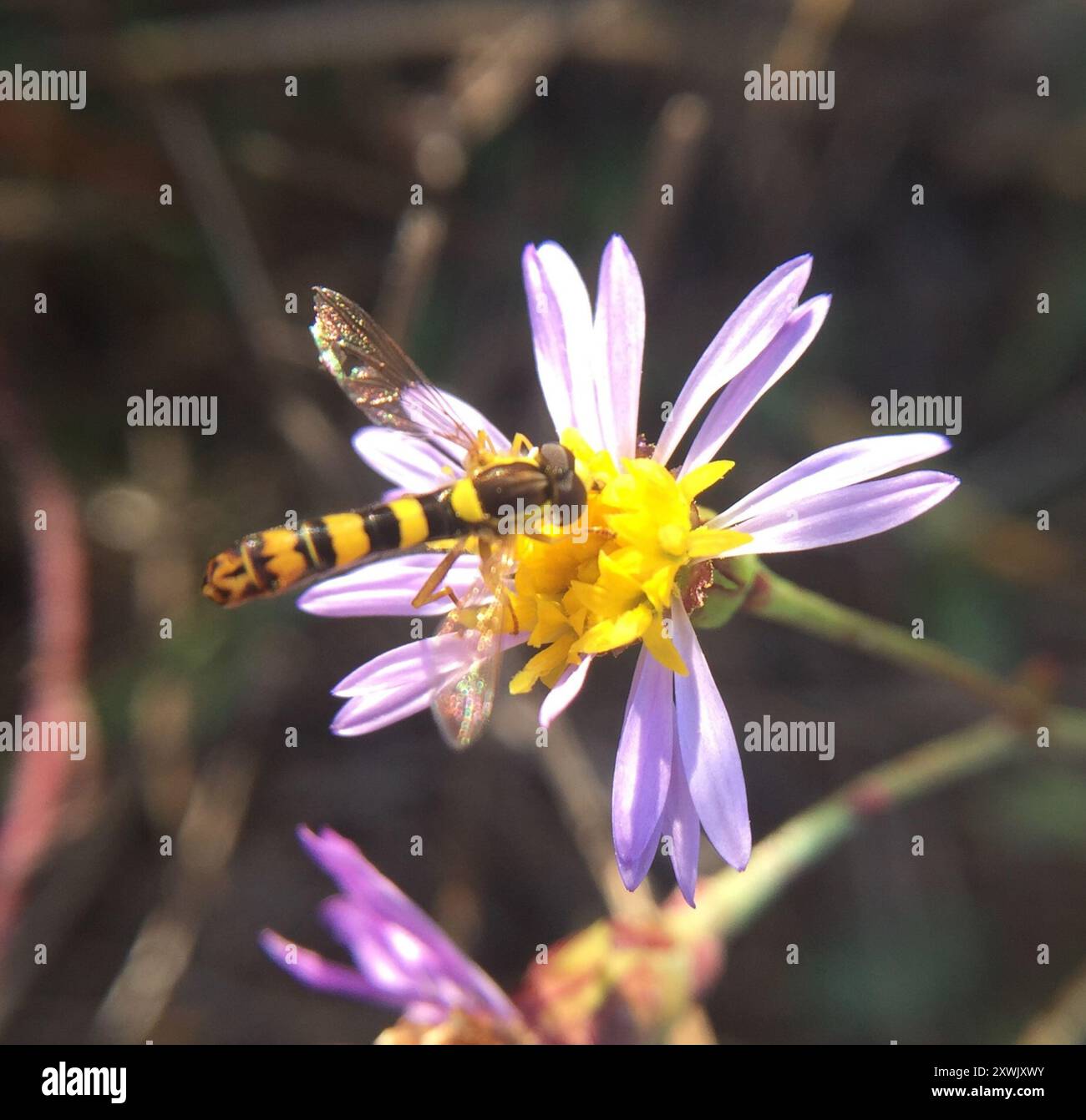 Common Globetail (Sphaerophoria scripta) Insecta Stock Photo - Alamy