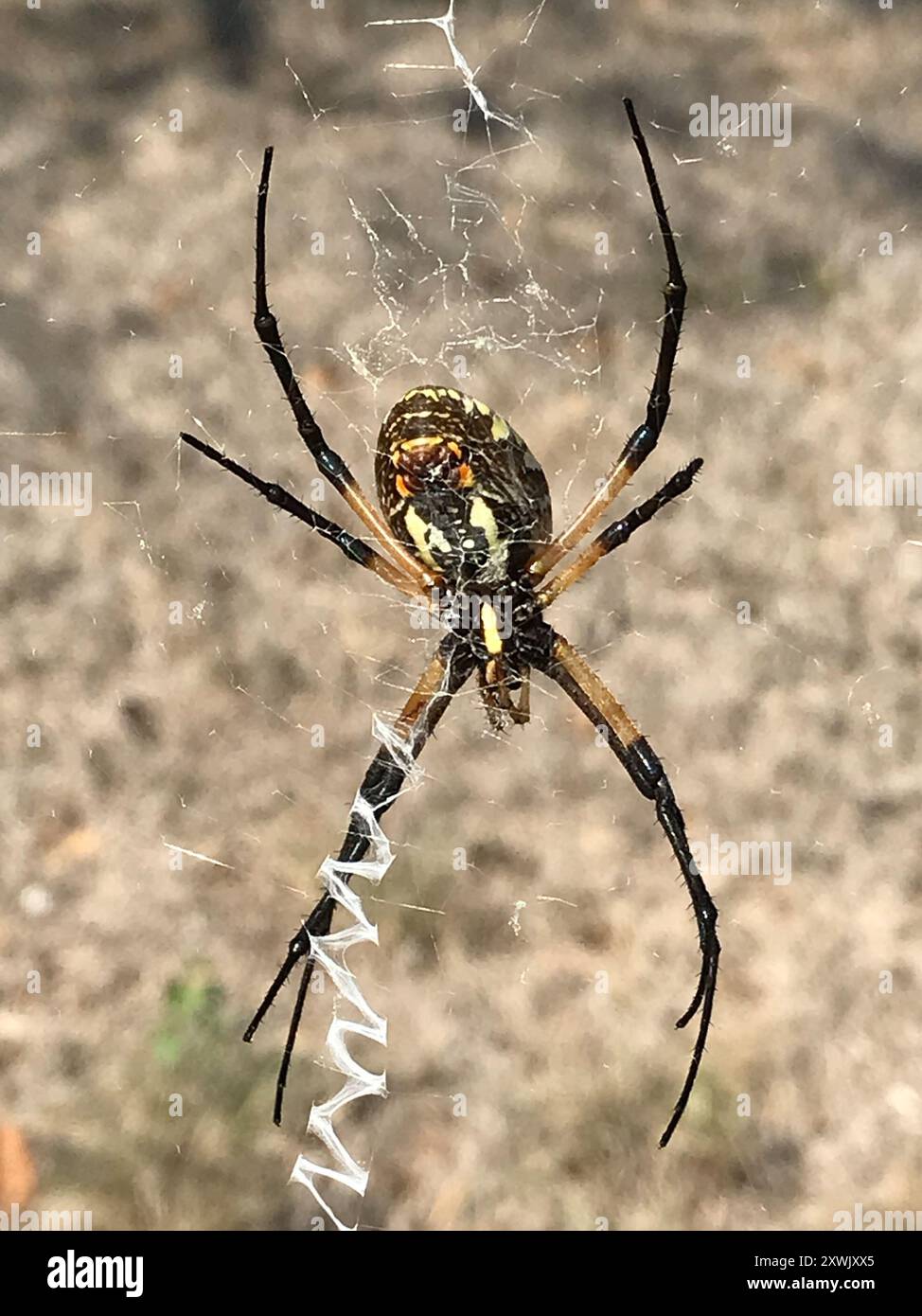Yellow Garden Spider (Argiope aurantia) Arachnida Stock Photo - Alamy