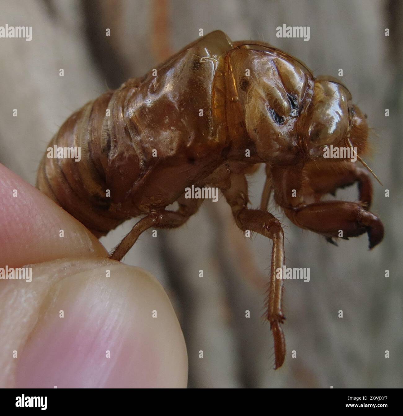 Typical Cicadas (Cicadidae) Insecta Stock Photo - Alamy