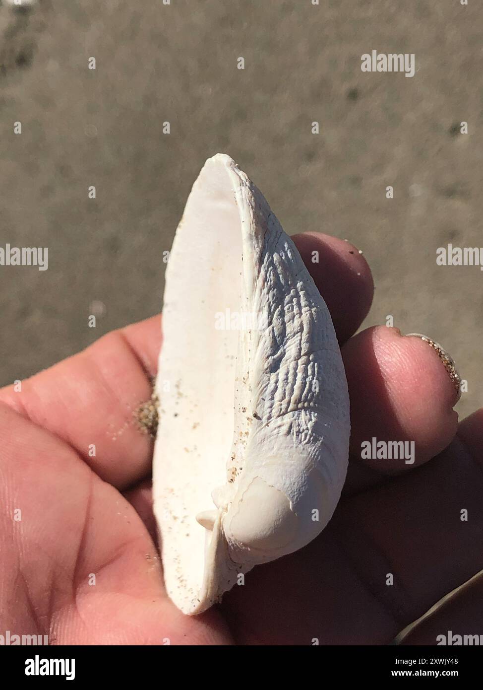 Pacific Littleneck Clam (Leukoma staminea) Mollusca Stock Photo - Alamy