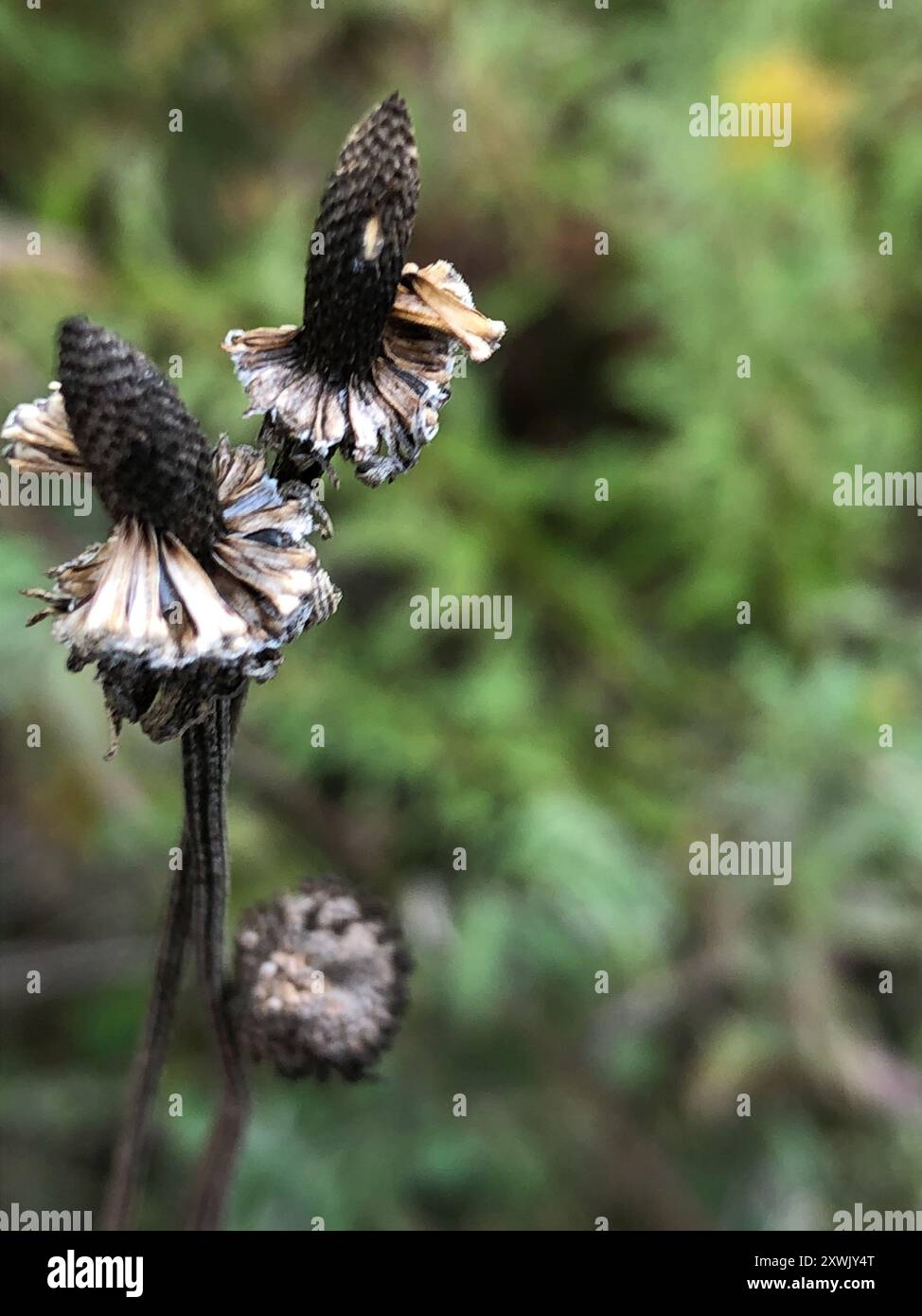 vascular plants (Tracheophyta) Plantae Stock Photo - Alamy