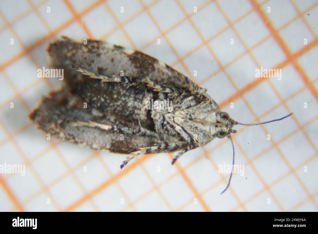 Apple Leaf Skeletonizer Moth (Choreutis pariana) Insecta Stock Photo ...