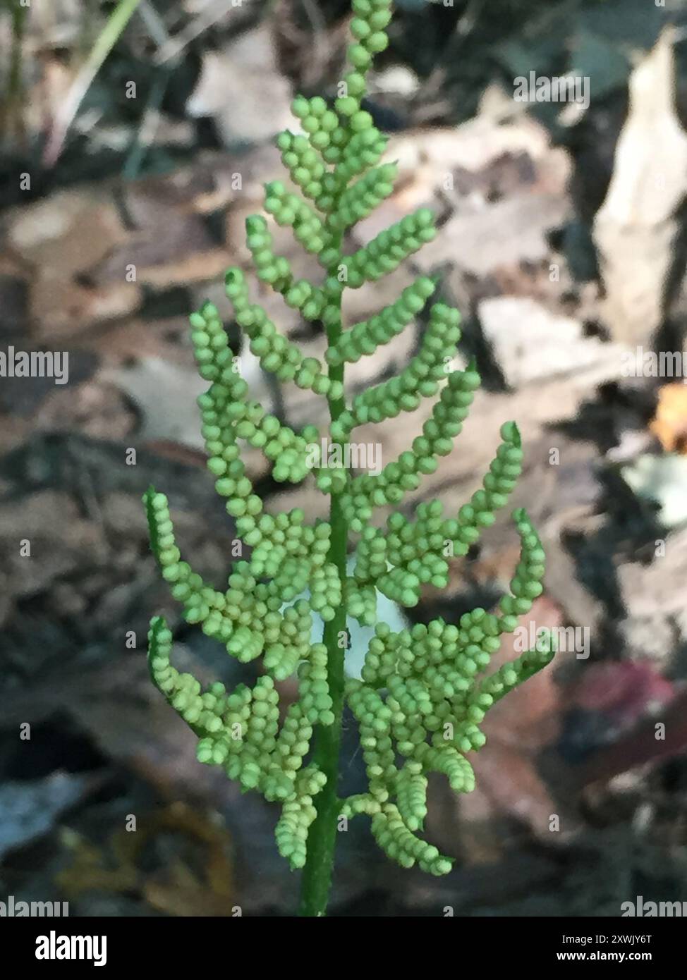bronze fern (Sceptridium dissectum obliquum) Plantae Stock Photo - Alamy