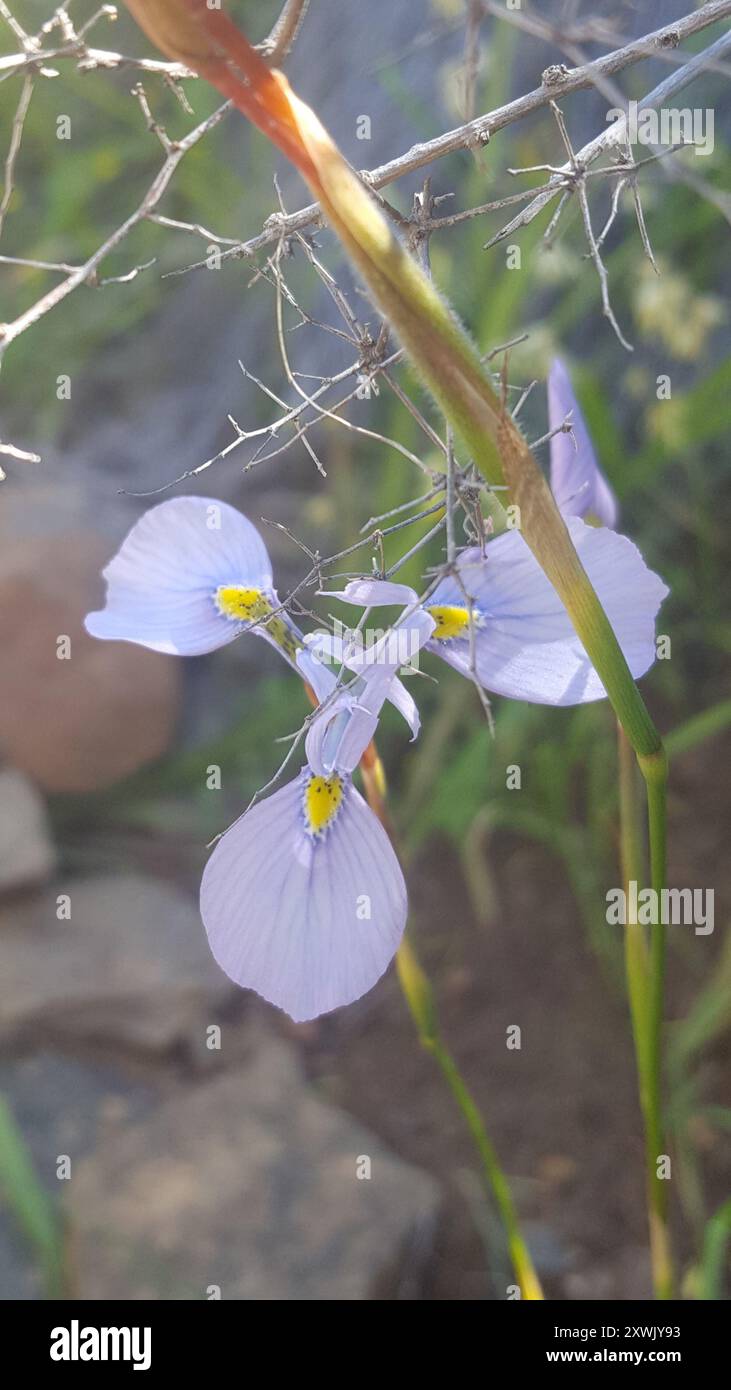 Blue Uintjie (Moraea tripetala) Plantae Stock Photo - Alamy