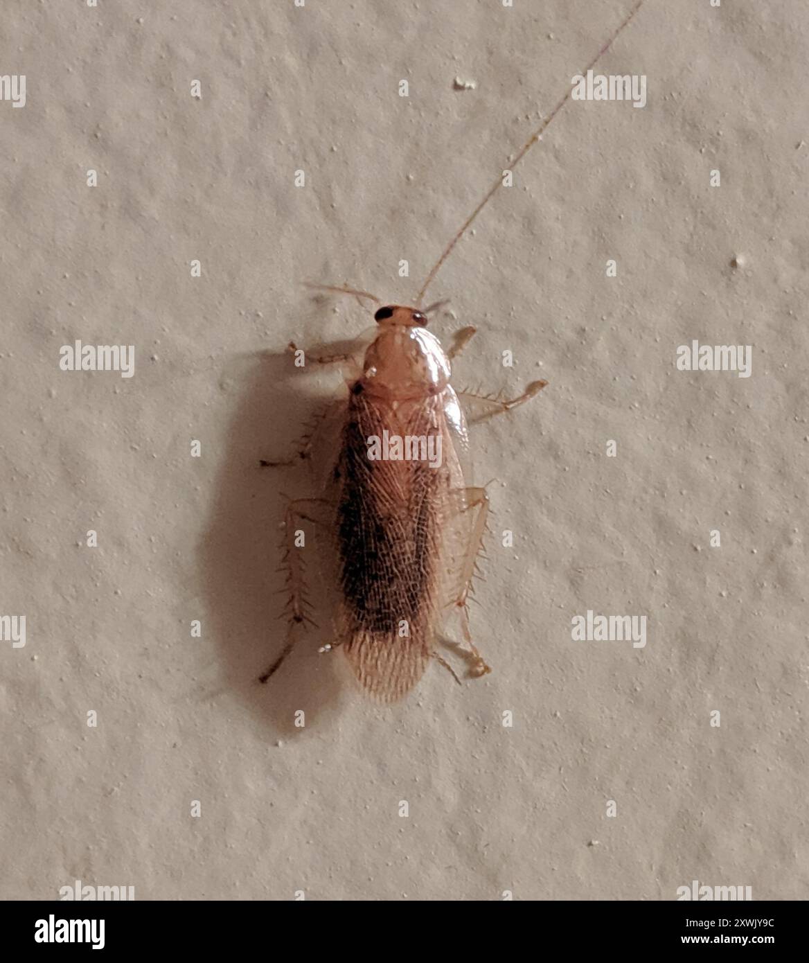 Tawny Cockroach (Ectobius pallidus) Insecta Stock Photo - Alamy