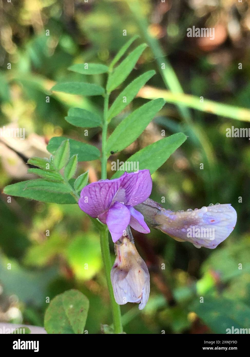 Bush Vetch (Vicia sepium) Plantae Stock Photo - Alamy