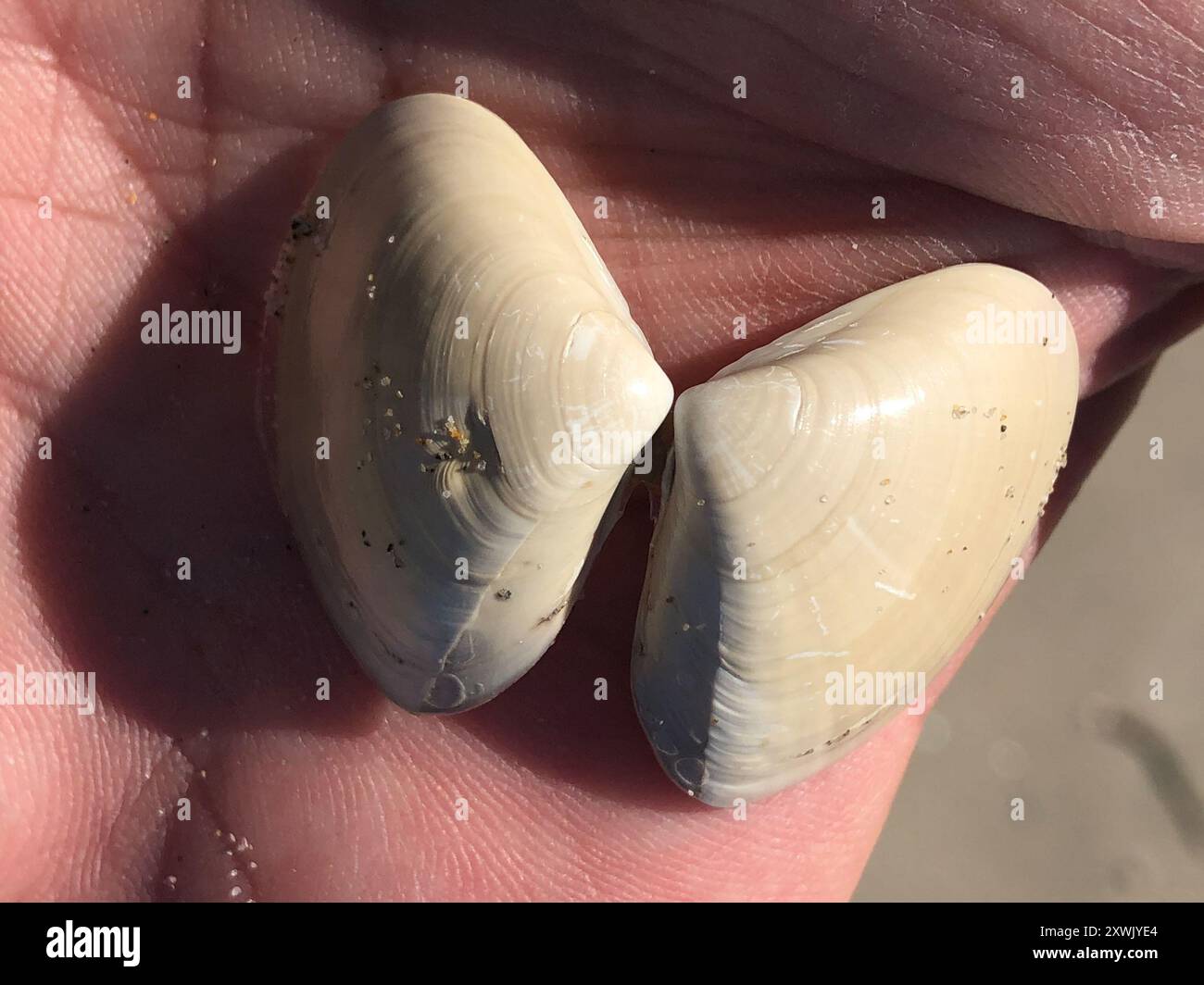 Pismo Clam (Tivela stultorum) Mollusca Stock Photo - Alamy