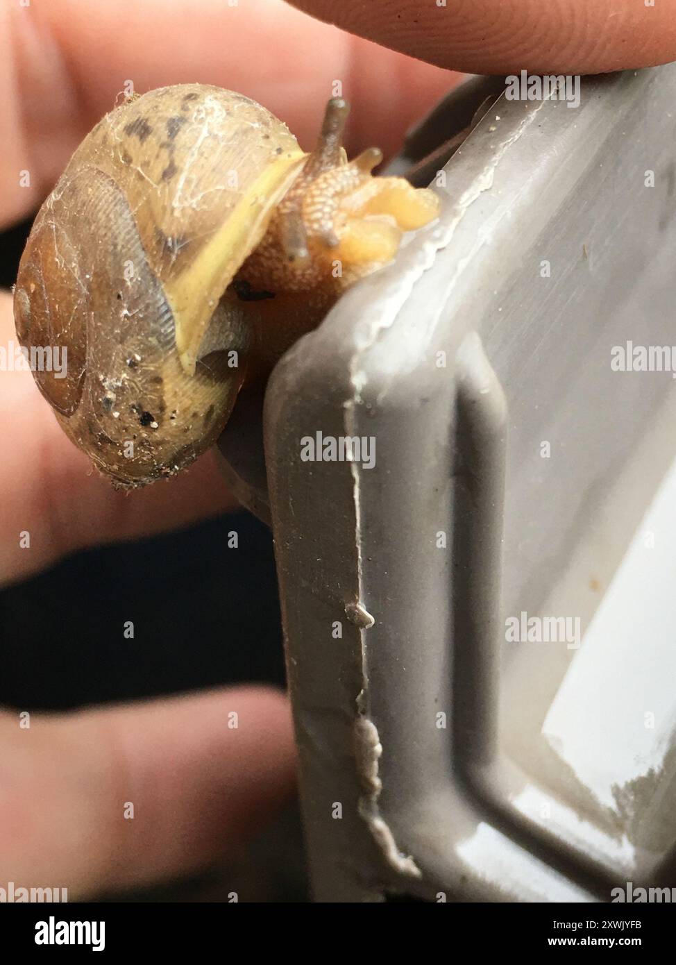 White-lip Globe Snail (Mesodon thyroidus) Mollusca Stock Photo - Alamy