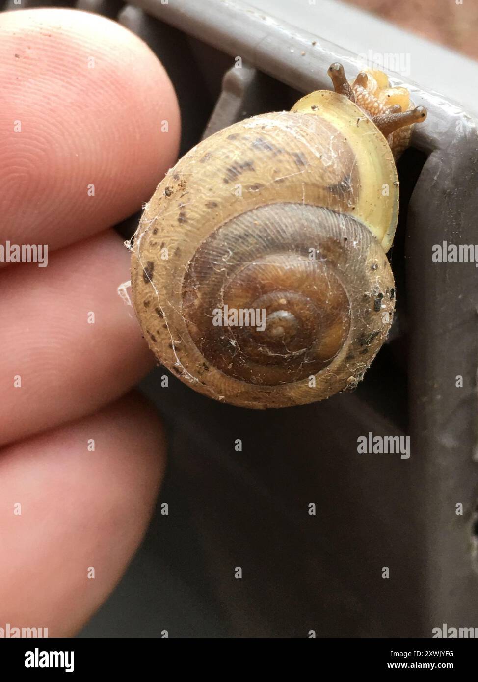 White-lip Globe Snail (Mesodon thyroidus) Mollusca Stock Photo - Alamy