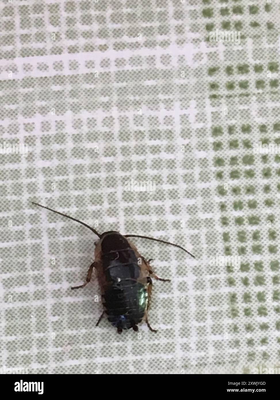 Forest Cockroach (Ectobius sylvestris) Insecta Stock Photo - Alamy