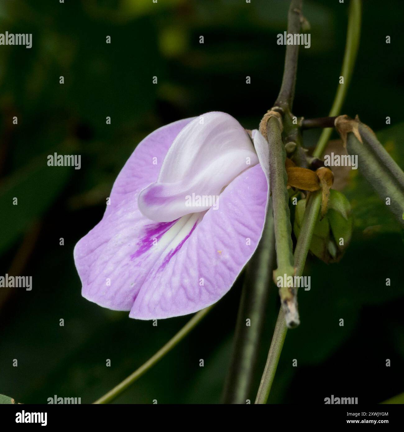 soft butterfly-pea (Centrosema molle) Plantae Stock Photo - Alamy