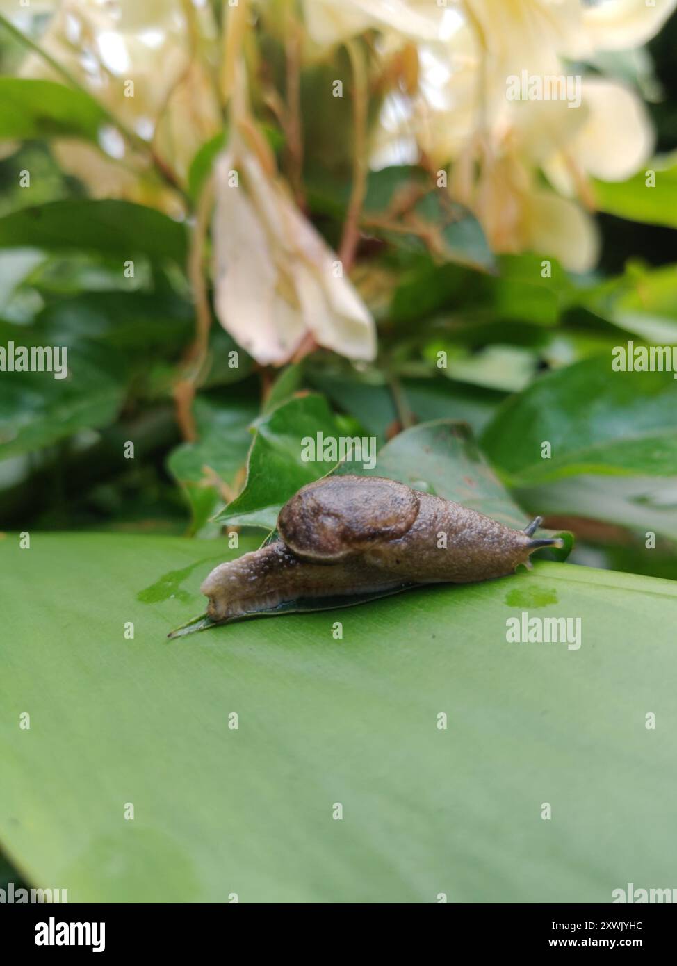 Yellow-shelled semi-slug (Parmarion martensi) Mollusca Stock Photo - Alamy
