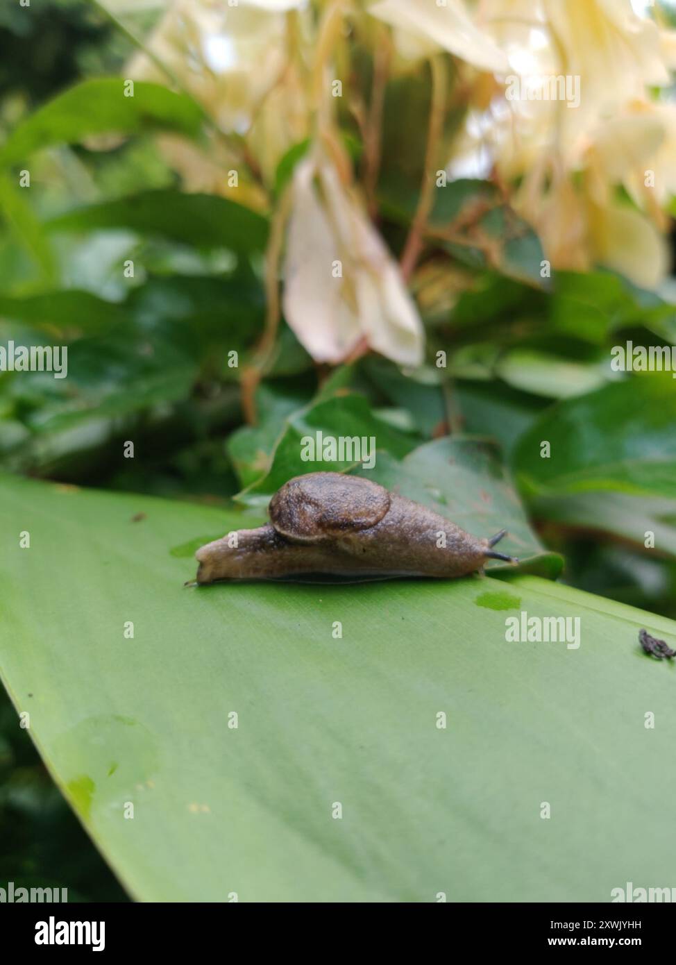 Yellow shelled semi slug parmarion martensi hi-res stock photography ...