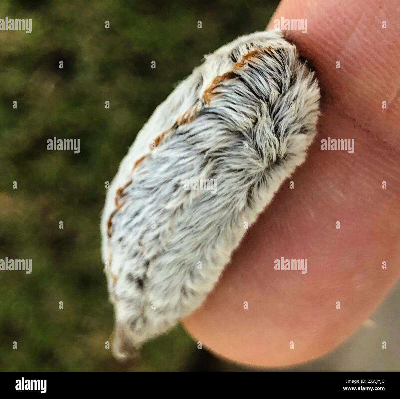 Southern Flannel Moth (Megalopyge opercularis) Insecta Stock Photo - Alamy