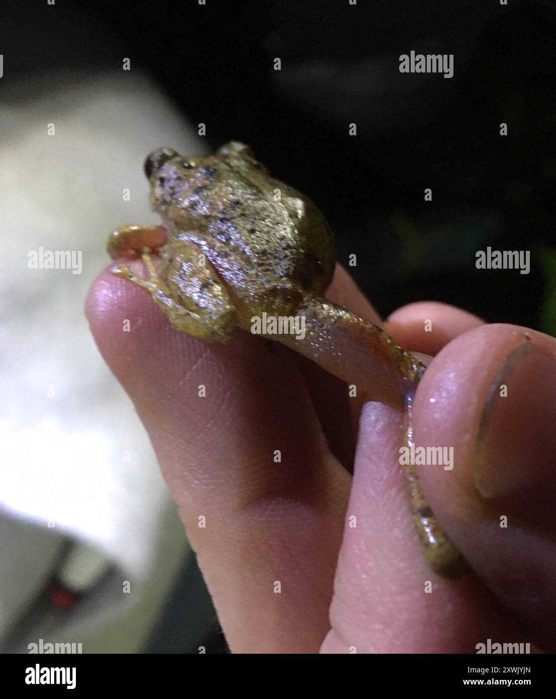 Bogota Robber Frog (Pristimantis bogotensis) Amphibia Stock Photo - Alamy