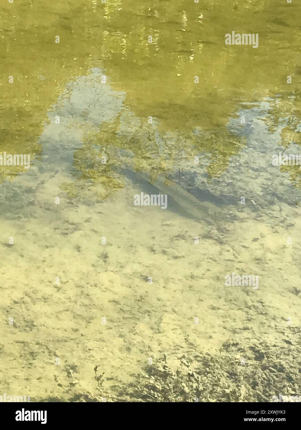 Longnose Gar (Lepisosteus osseus) Actinopterygii Stock Photo - Alamy