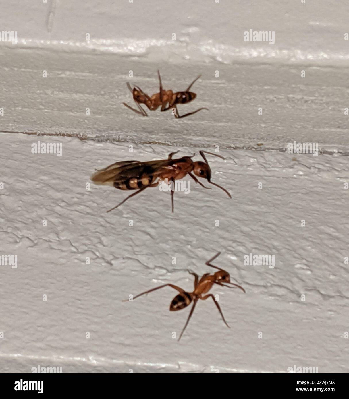 Hawaiian Carpenter Ant (Camponotus variegatus) Insecta Stock Photo - Alamy