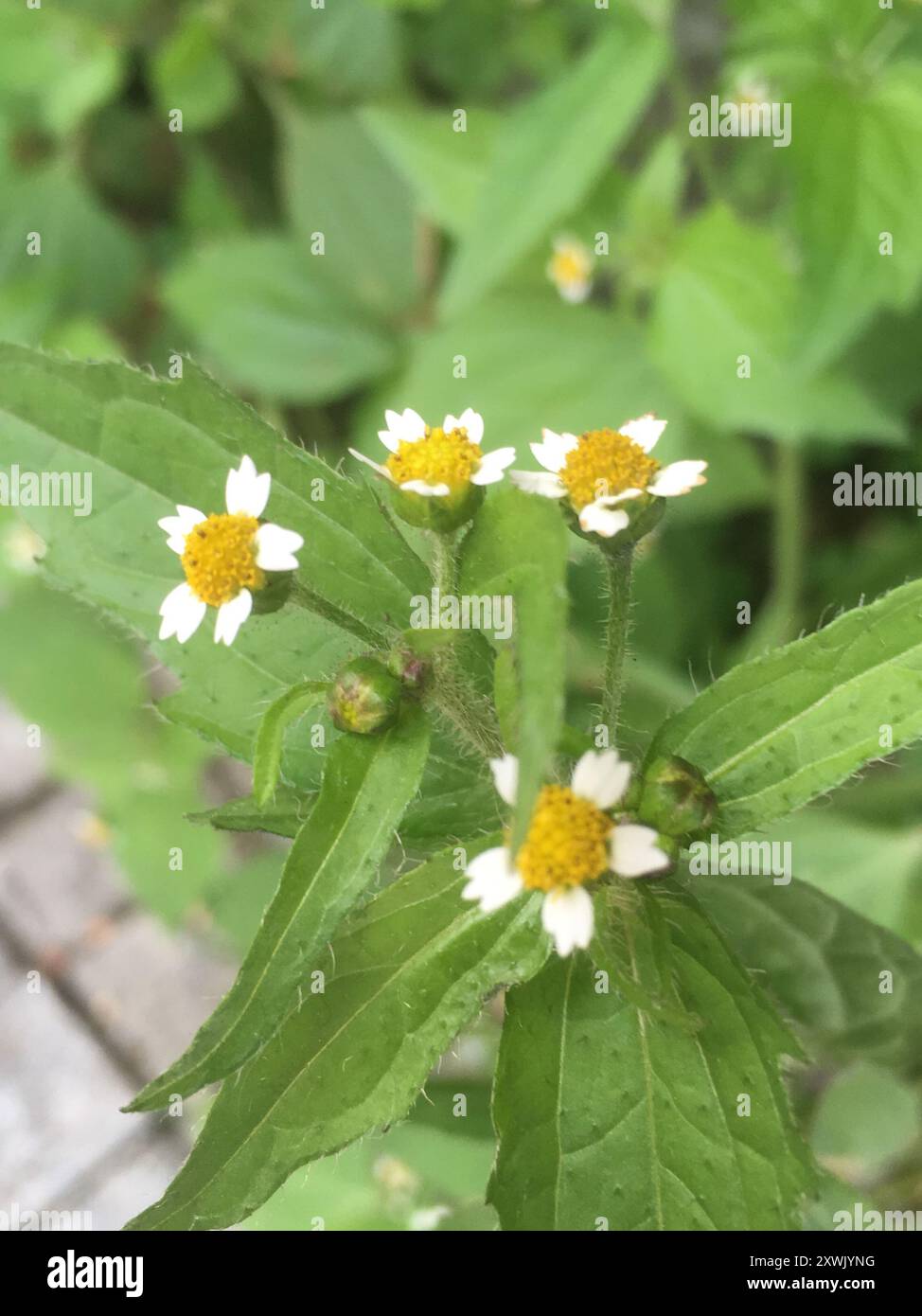 shaggy soldier (Galinsoga quadriradiata) Plantae Stock Photo - Alamy