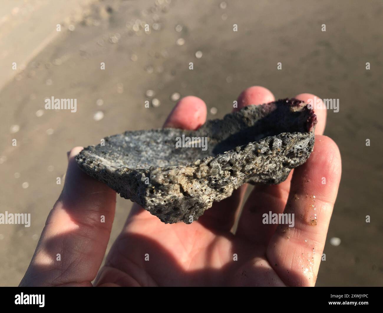 Giant Rock Scallop (Crassadoma gigantea) Mollusca Stock Photo - Alamy