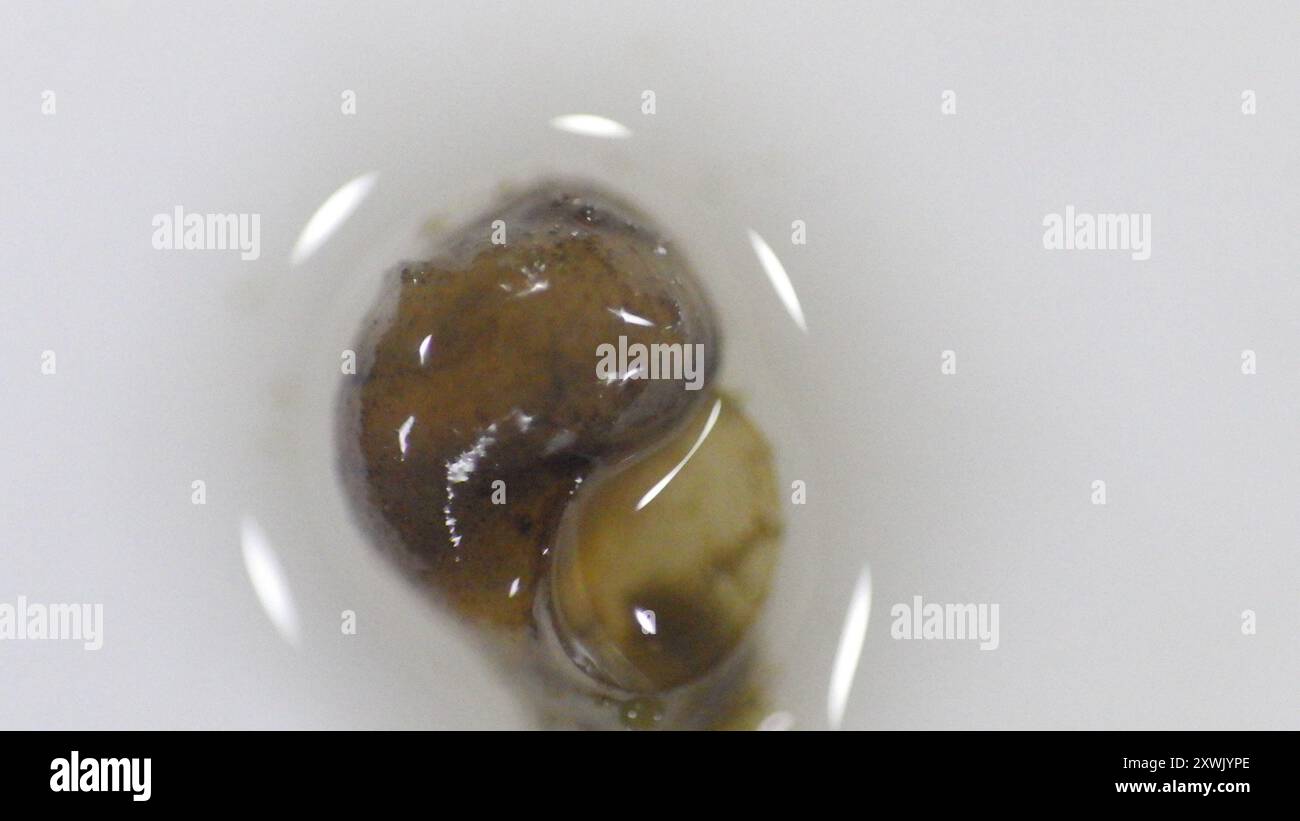 Hydrobiid Mud Snails (Hydrobiidae) Mollusca Stock Photo - Alamy