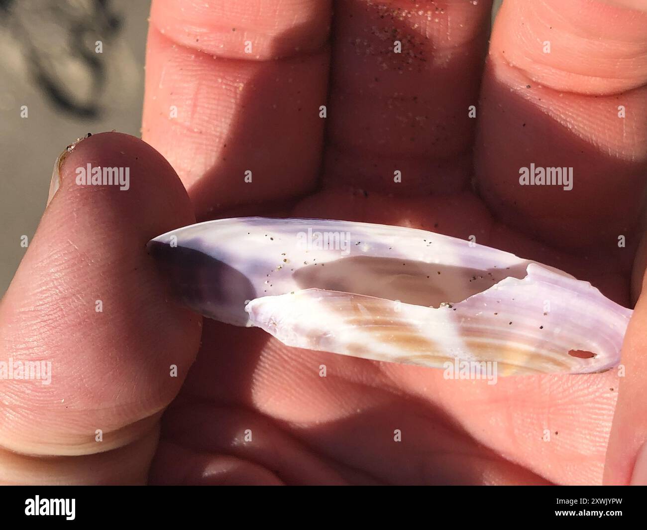 Pacific Razor Clam (Siliqua patula) Mollusca Stock Photo - Alamy